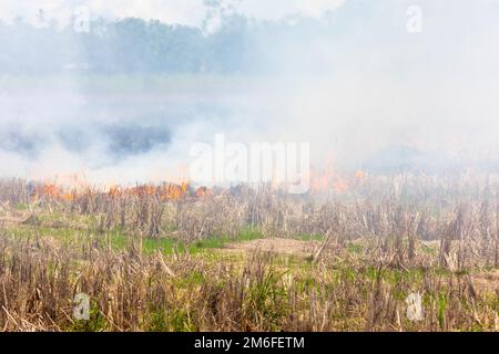 Costa Rica, fire of shrubs in the field after harvest Stock Photo - Alamy