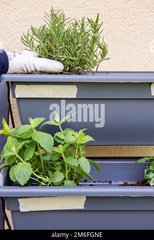 Vertical shot of small vertical garden, hobby Stock Photo - Alamy