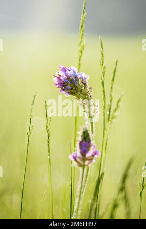 Meadow of lavender at morning light. Nature composition Stock Photo - Alamy