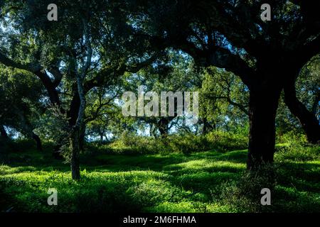 Cork trees enjoying the autumn sun, in an Alentejo countryside full of ...