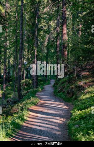 Swiss Alps Mountains with Dense Forest around Zermatt Village in ...