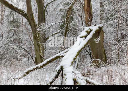 Bialowieska Forest, winter, Poland Stock Photo - Alamy