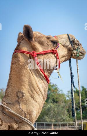 Camel profile close headshot Stock Photo - Alamy