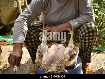 Peeling chicken from feathers by hand in the village Stock Photo - Alamy