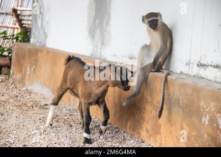 The monkey and the Goat as pets and friends in African village Stock ...