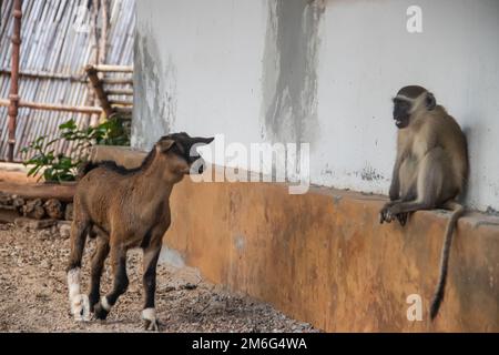 The monkey and the Goat as pets and friends in African village Stock ...