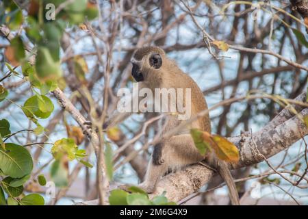 Adorable small monkey playing at the beach of Indian ocean at tropical ...