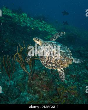 Hawksbill turtle (Eretmochelys imbricate) on the wreck of the Carib ...