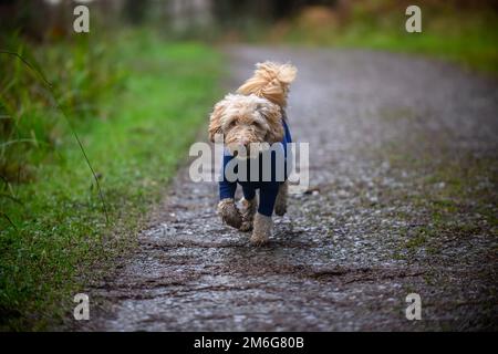 Blonde cockapoo dressed in a blue fleece dog suit with built-in legs ...
