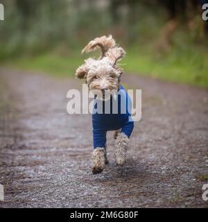Blonde cockapoo dressed in a blue fleece dog suit with built-in legs ...