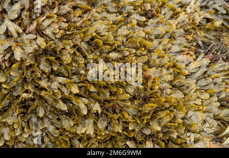Fucus vesiculosus Linnaeus seaweed, uk Stock Photo - Alamy