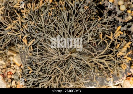 Fucus vesiculosus Linnaeus seaweed, uk Stock Photo - Alamy