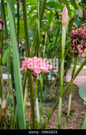 Beautiful blooming pink torch ginger flower Stock Photo - Alamy