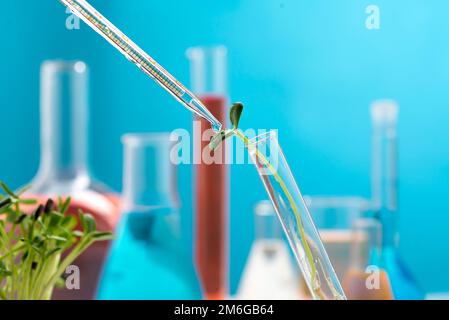 Microgreen sprout in a chemical test tube. Research on the beneficial ...