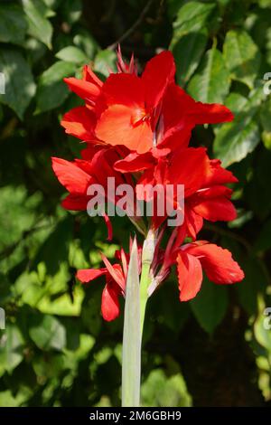 Indian flower cane, also edible canna, achira or kapacho, pretoria ...