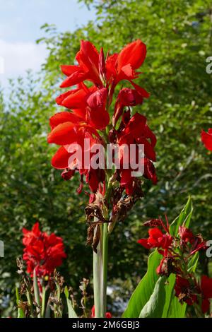 Indian flower cane (Canna indica Stock Photo - Alamy
