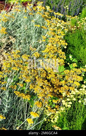 Wormwood, Artemisia absinthium, perennial herb of silvery color, with a ...