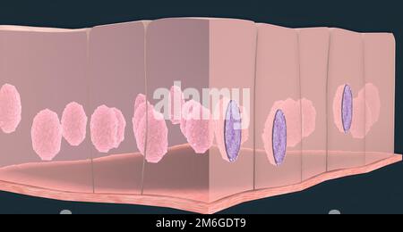 Simple squamous epithelium Stock Photo - Alamy