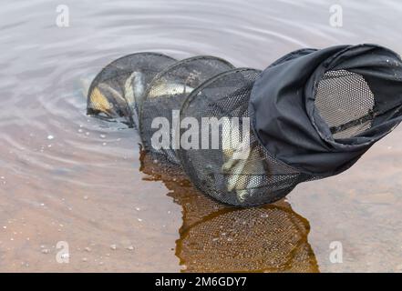 Net live-fish well is lowered in the water. The fisherman's catch ...