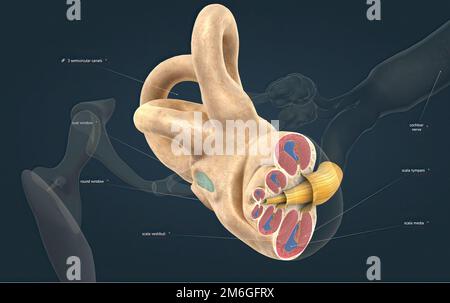 Otitis media ear infection, illustration Stock Photo - Alamy