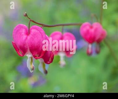 Weeping Heart, lamprocapnos (Lamprocapnos spectabilis Stock Photo - Alamy