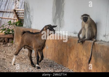 The monkey and the Goat as pets and friends in African village Stock ...