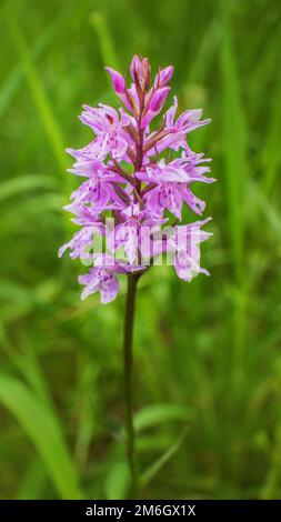 Fox Orchid 'Dactylorhiza fuchsii' Stock Photo - Alamy