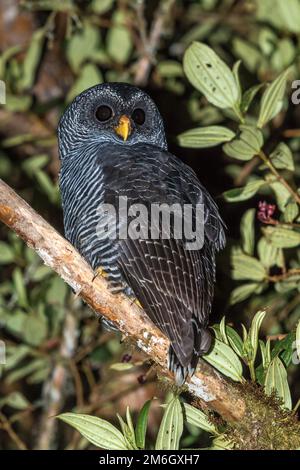 'San Isidro' owl - Undescribed taxon intermediate between Black-banded ...