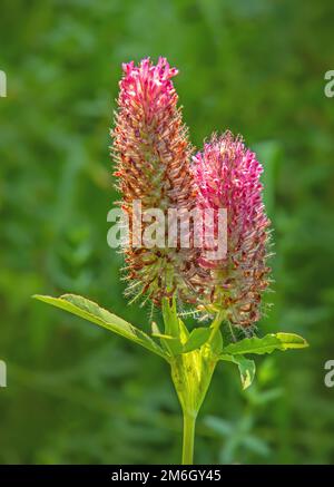 Purple clover 'Trifolium rubens Stock Photo - Alamy