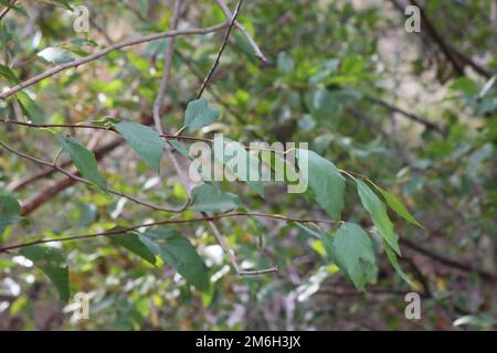 Green alternate proximally cuneate serrulate elliptic leaves of Alnus ...