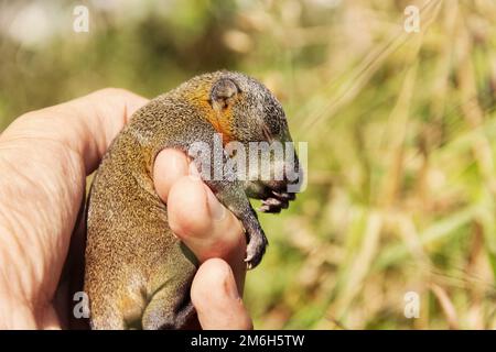 Indian palm squirrel (Funambulus palmarium) pup Stock Photo - Alamy