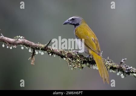 Variegated Saltator (Saltator maximus) on branch, Boca Tapada region ...