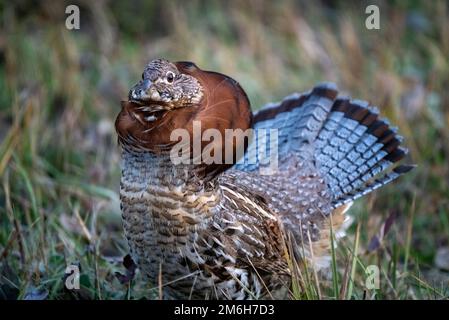 Ruffed Grouse Manitoba Stock Photo - Alamy