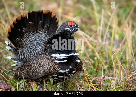 Ruffed Grouse Manitoba Stock Photo - Alamy