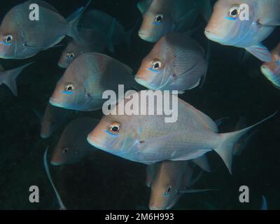 Group, shoal, school of Slinger sea bream (Chrysoblephus puniceus ...