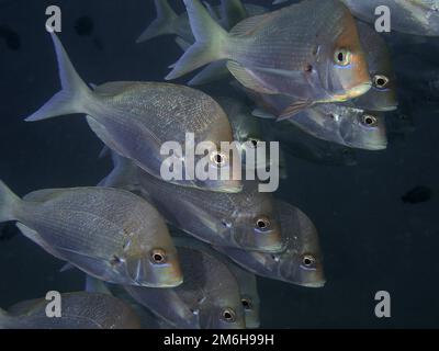 Group, shoal, school of Slinger sea bream (Chrysoblephus puniceus ...