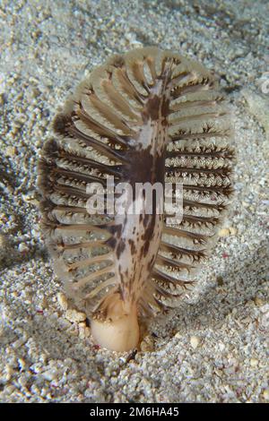 The dark sea feather (Pteroeides) can only be seen at night. Dive site ...