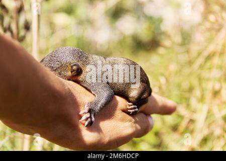 Indian palm squirrel (Funambulus palmarium) pup Stock Photo - Alamy