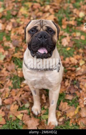 portrait of adorable bullmastiff puppy looking up, panting and drooling ...