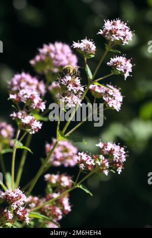Honey bee on a common thyme (Thymus vulgaris Stock Photo - Alamy