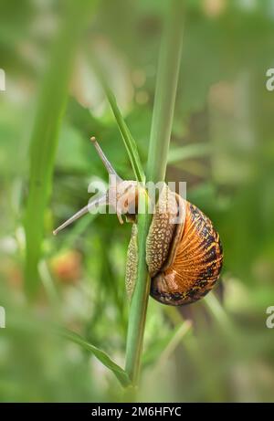 Garden Snail (Cornu aspersum) Mollusca Stock Photo - Alamy
