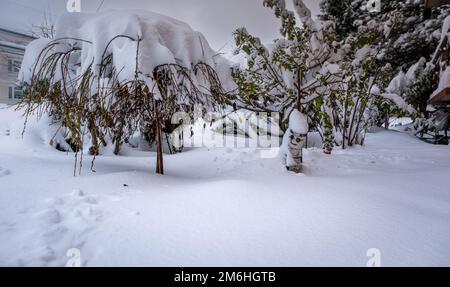 Snowy garden - a snowstorm, large caps of snow, large drifts on the ...