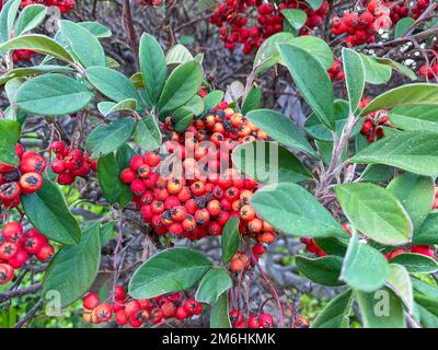 red lingonberry cranberries growing in moss in forest. autumn, blur ...