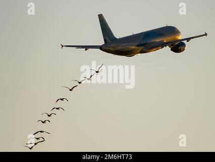 A flock of birds flying after the plane Stock Photo - Alamy