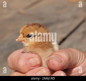 Little baby chick in a hand Stock Photo - Alamy