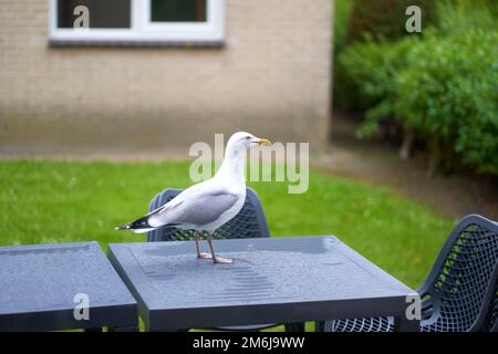 A closeup shot of a white seagull perched on a sandy beach Stock Photo ...