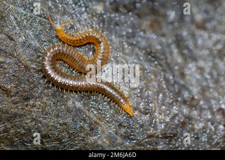 A close-up of a ground centipede, Geophilus carpophagus Stock Photo - Alamy