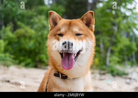 Happy red shiba inu dog. Red-haired Japanese dog smile portrait Stock ...