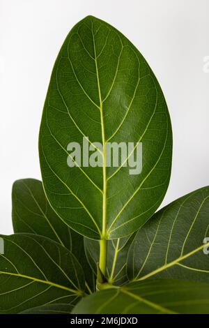Ficus Altissima Variegated benghalensis Beautiful Leaf on white ...
