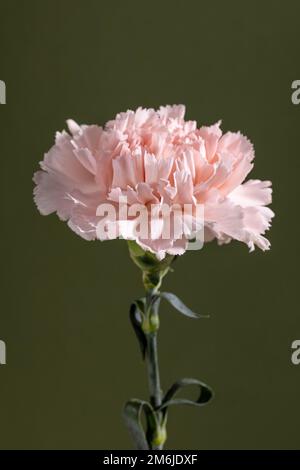 Retro art, vintage card and botanical concept - Abstract floral ...